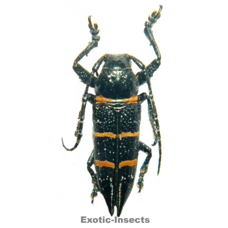 Cerambycidae sp.05