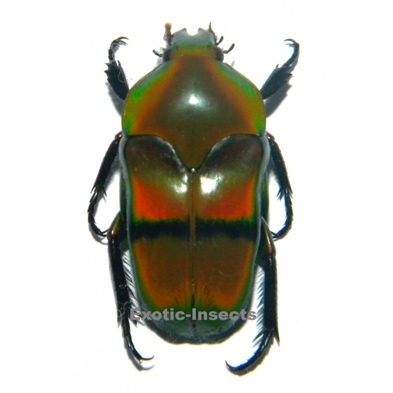 Ischiopsopha bifasciata Set of 5