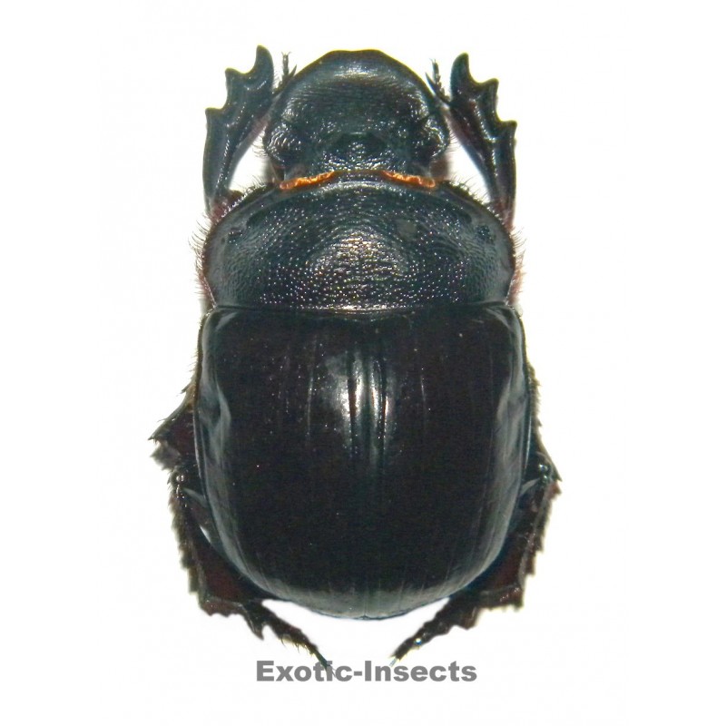 Heliocopris bucephalus