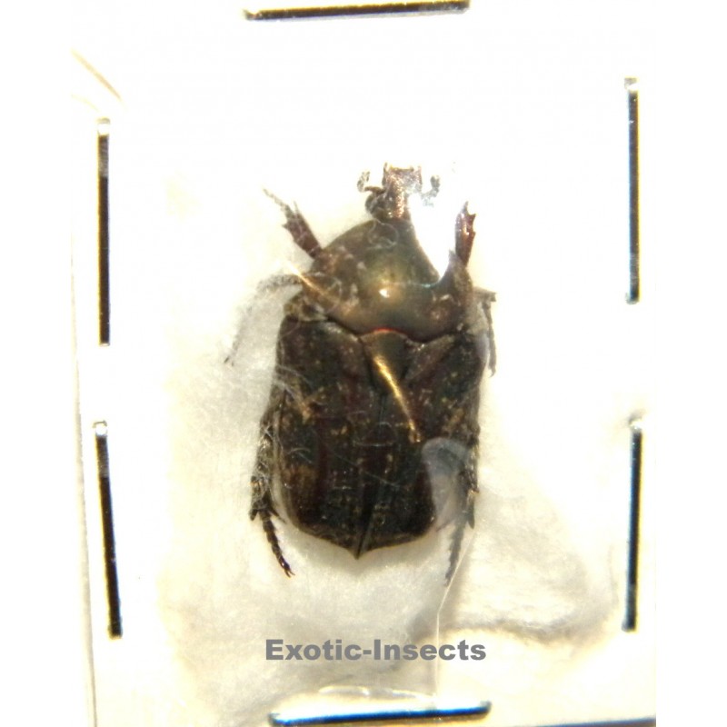 Protaetia fusca