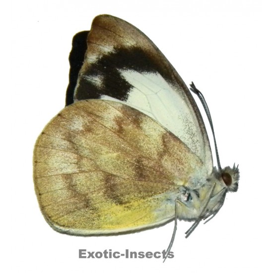 Pieridae