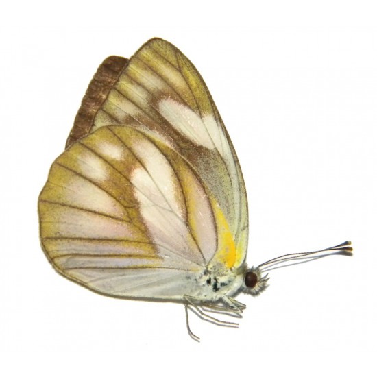 Pieridae