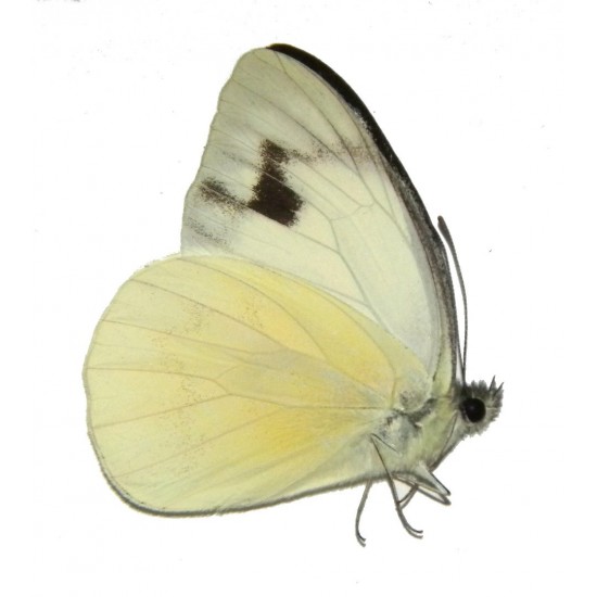 Pieridae