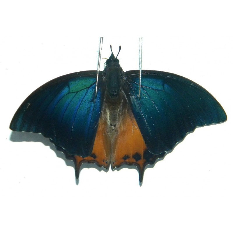 Charaxes mars