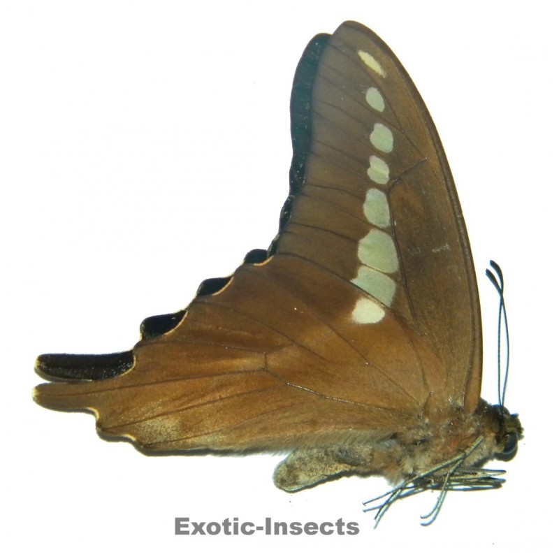 Graphium codrus schoutensis