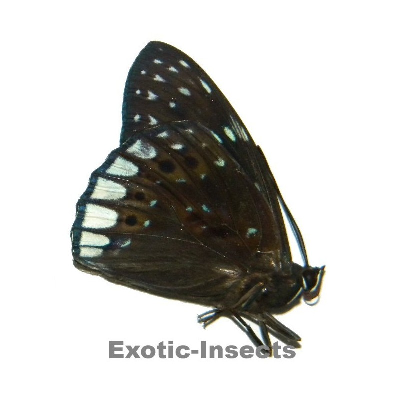 Dichorragia ninus ninus