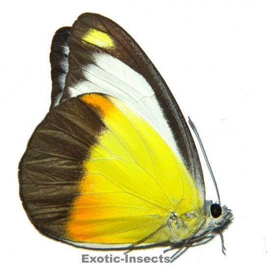 Pieridae