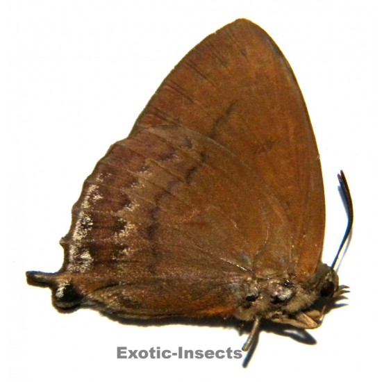 Amblypodia annetta anna