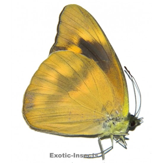 Pieridae