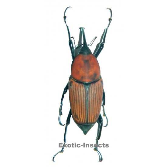 Protocerius sp.01 (55-59mm)