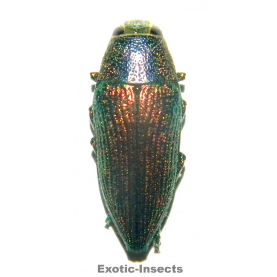 Buprestidae