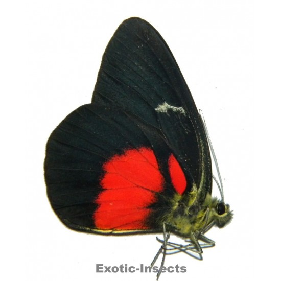 Pieridae