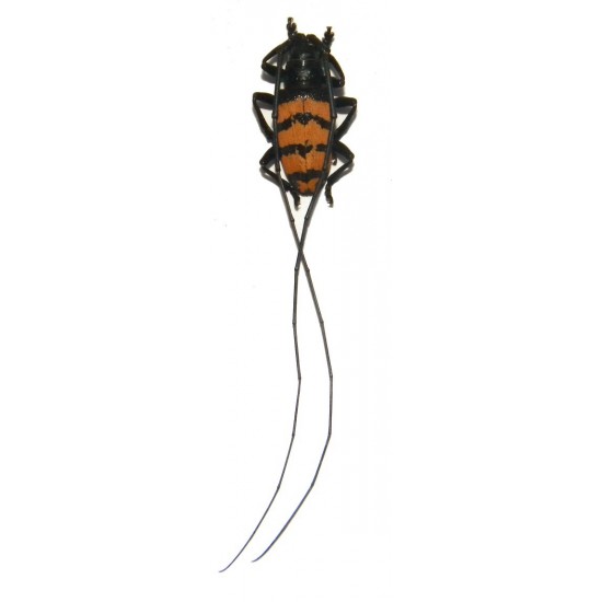 Agnia fasciata (20-21mm)