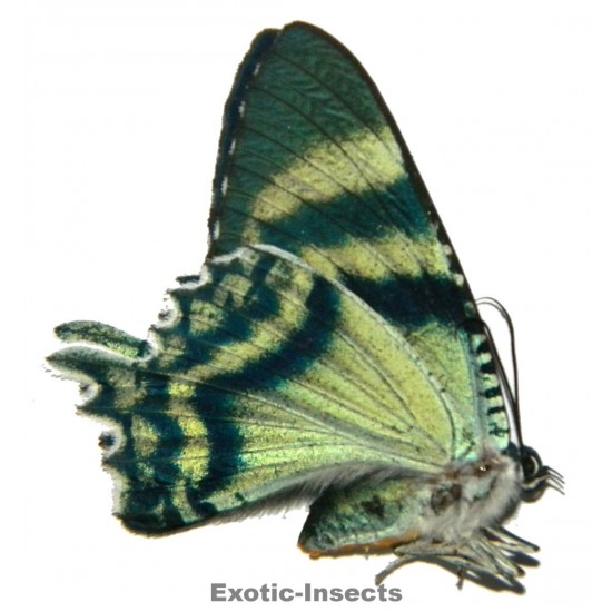 Lepidoptera