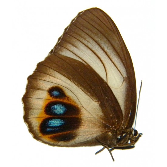 Elymnias agondas bioculatus WHITE FORM - Exotic-Insects