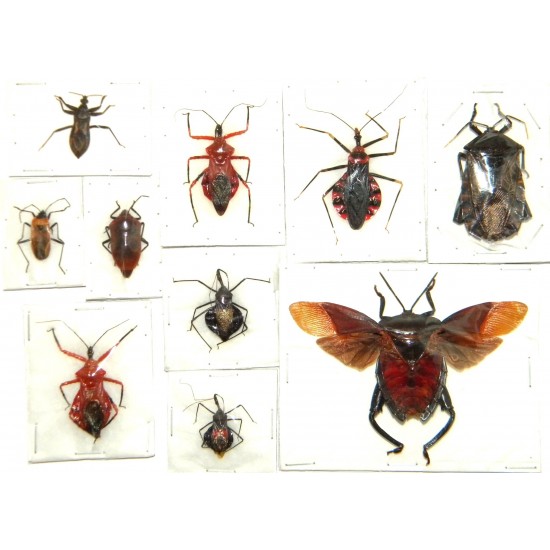Heteroptera - Exotic-Insects