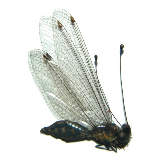 Neuroptera - Exotic-Insects