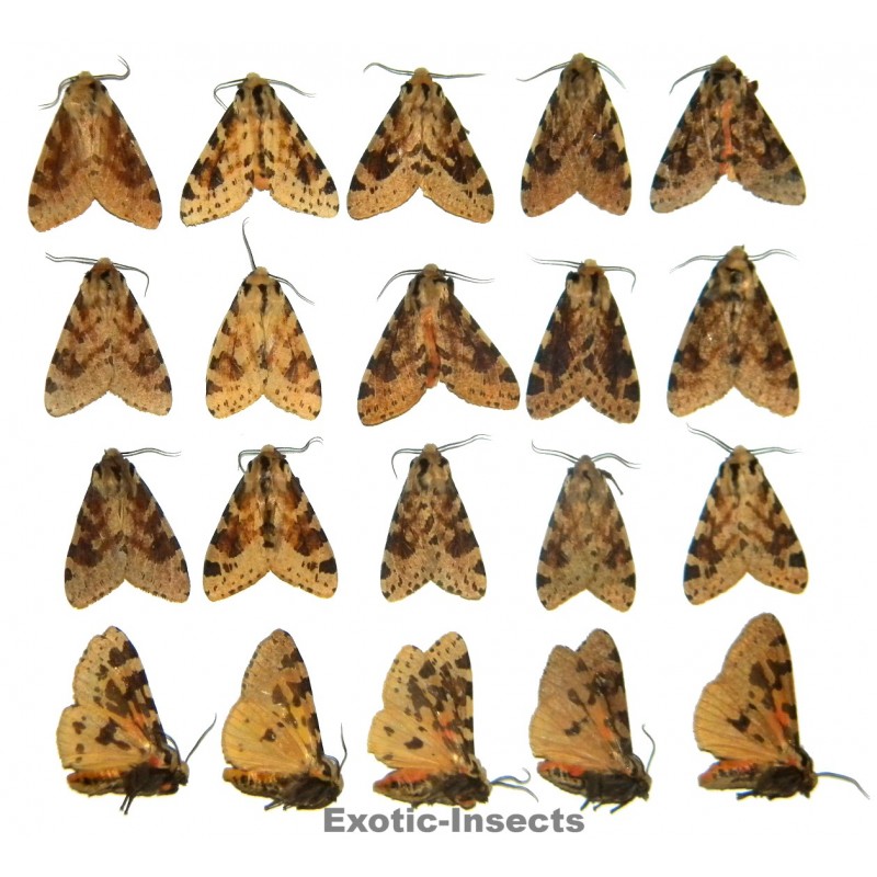 Spilosoma sp.02 - Exotic-Insects