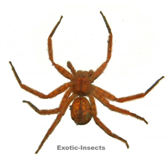 Arachnida - Exotic-Insects
