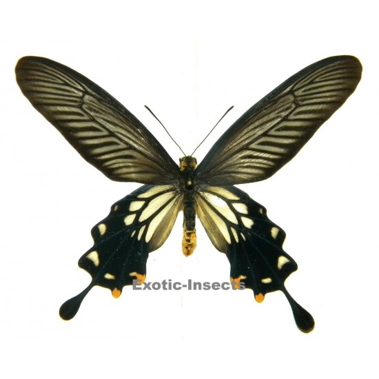 Exotic-Insects