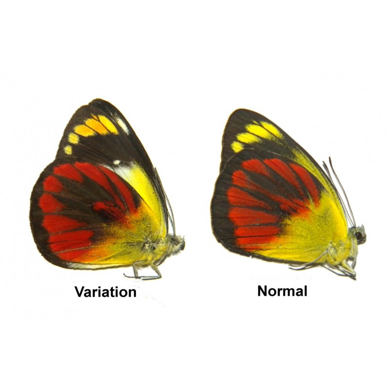 Variation In Butterflies