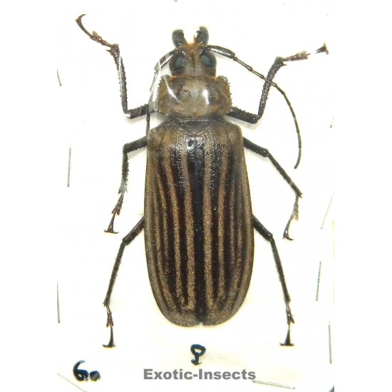 Exotic-Insects