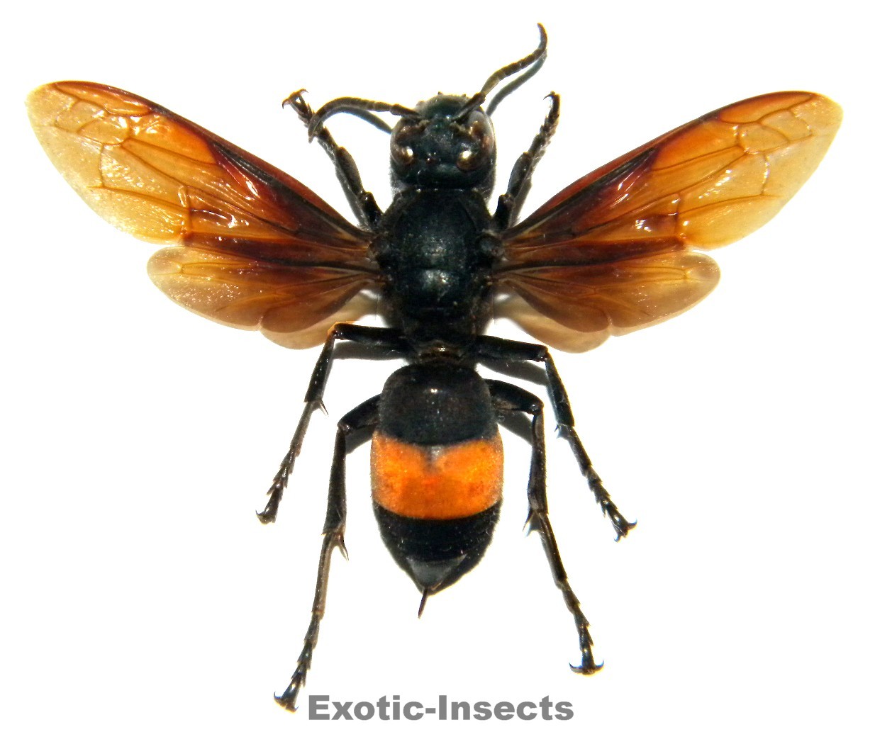 Megalara Garuda Sting