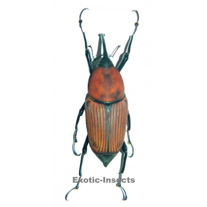 Protocerius sp.01 (40-49mm) - Exotic-Insects