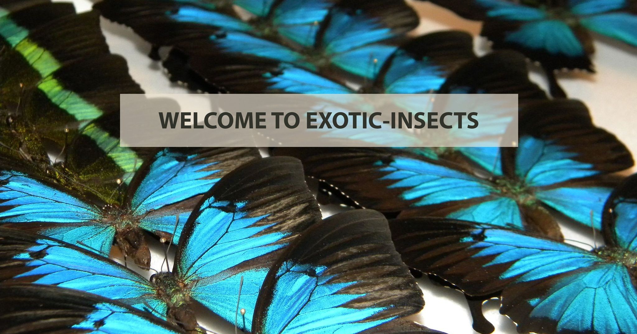 Exotic-Insects